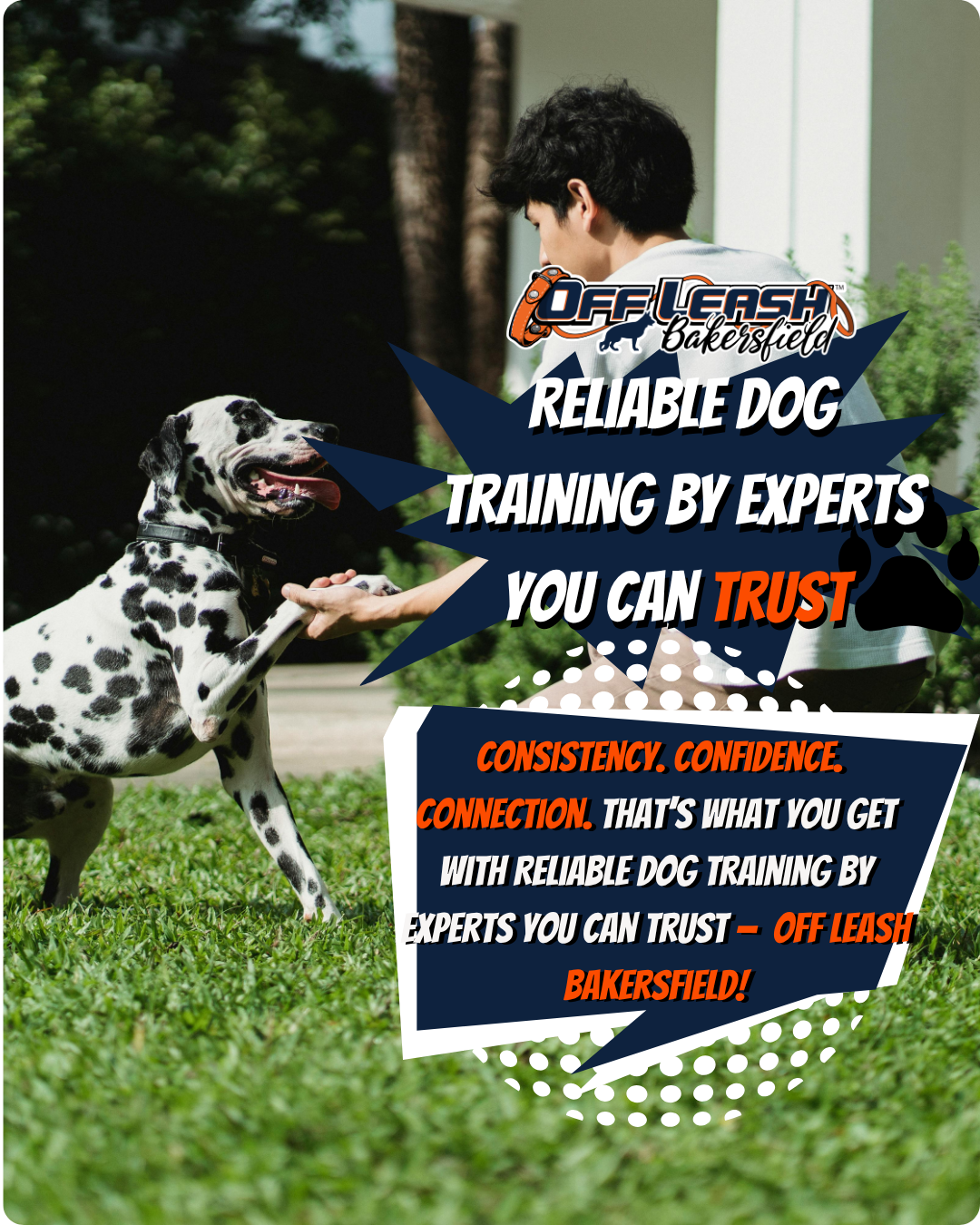 Reliable Dog Training by Experts You Can Trust